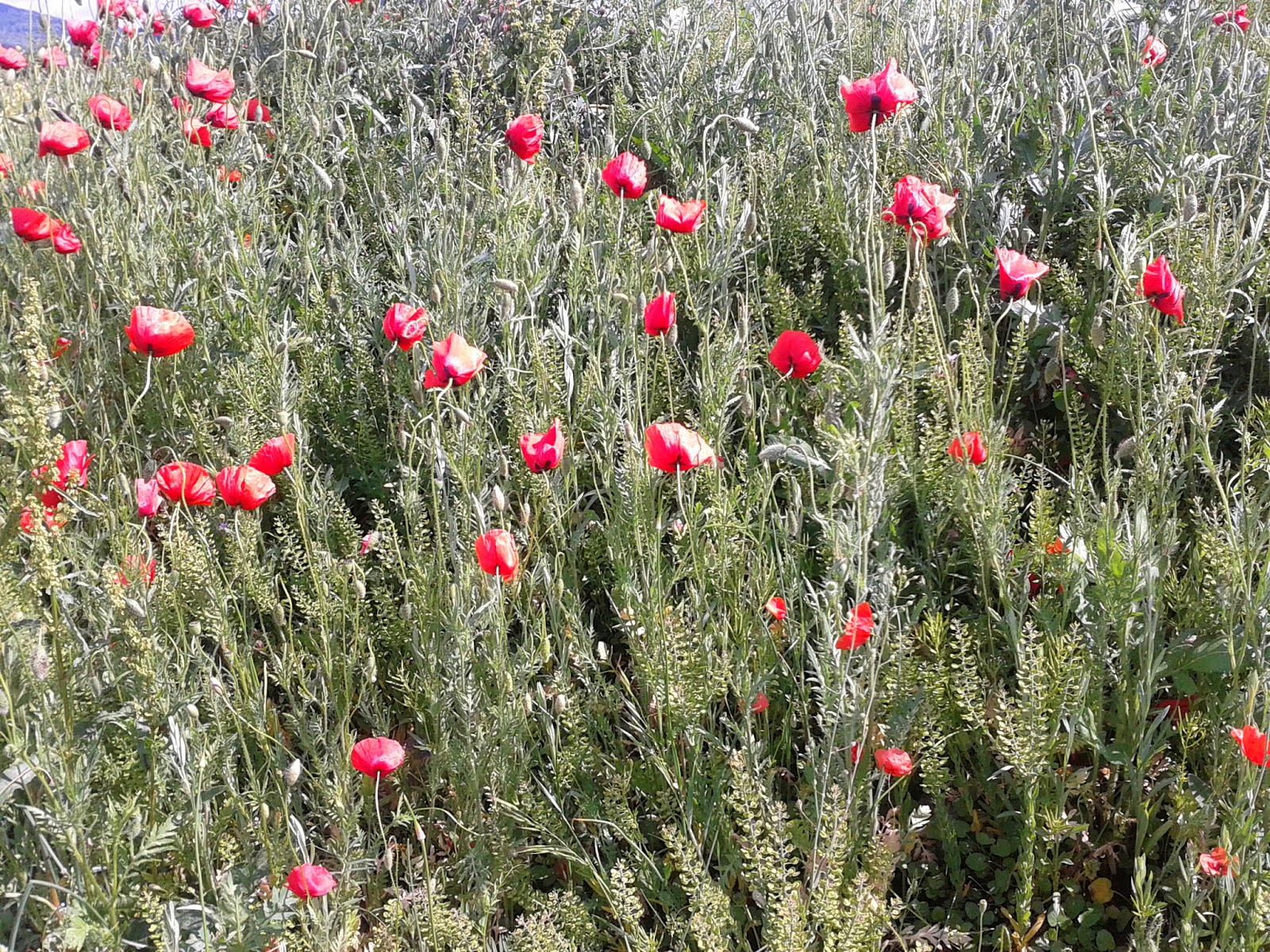Pipacs virágzás | Fotózunk...