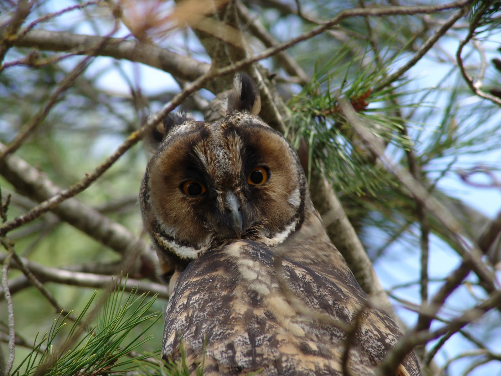 Pasión por las aves: Búho chico.(Asio otus)