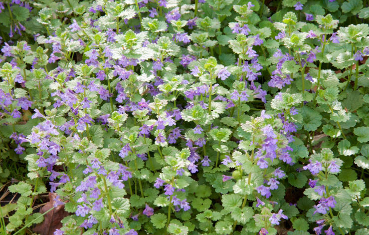 5 Backyard Weeds You Should Be Eating