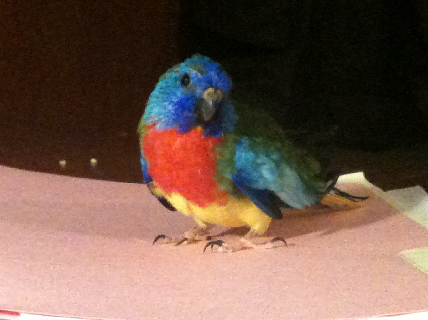 The Splendid Bourke Bird Blog: Rainbow, A Splendid Scarlet-chested Parakeet