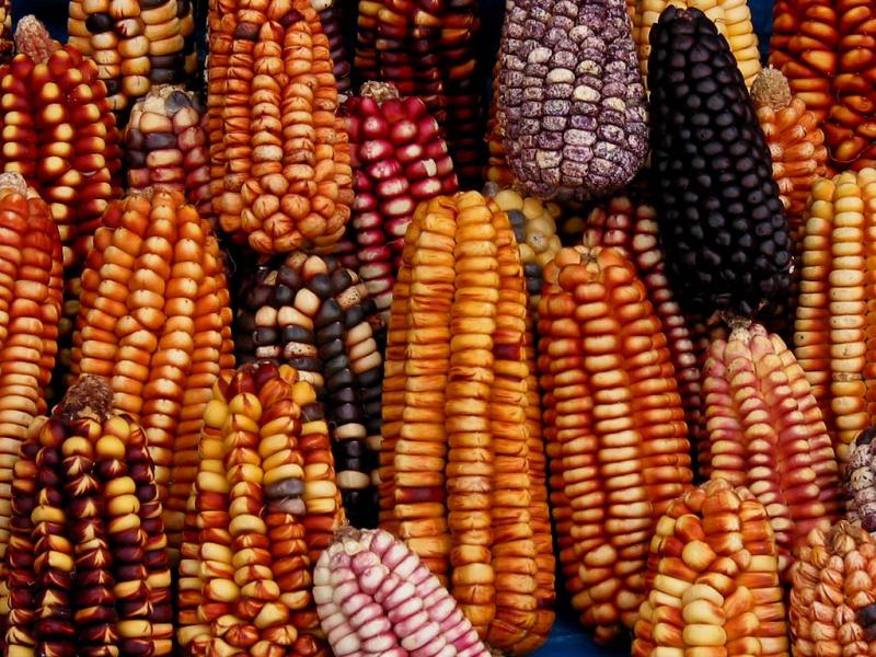 LUNA VERDE: EL MAÍZ PERUANO