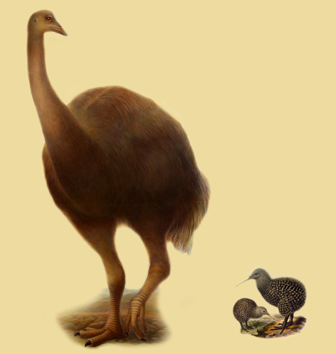 Species New to Science: [PaleoOrnithology • 2014] Ancient DNA reveals ...