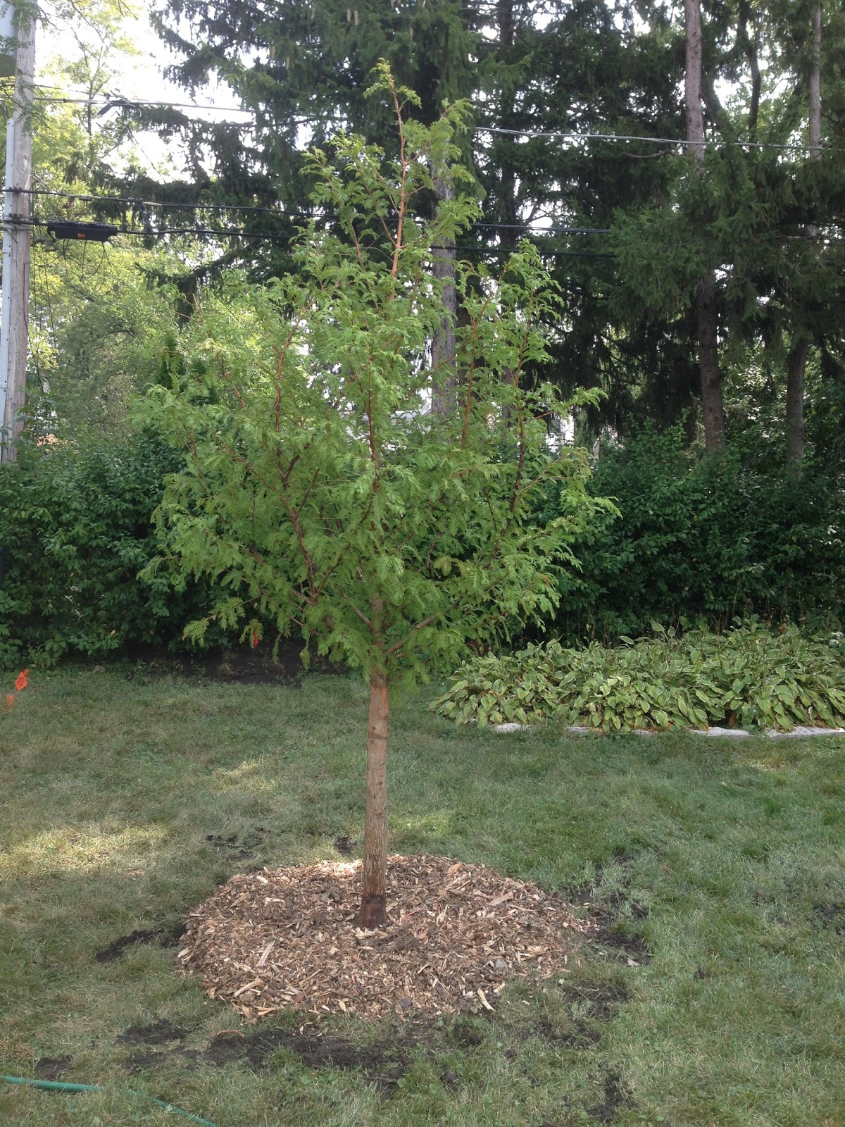 Fearless Gardening: Kamikaze Tree Planting