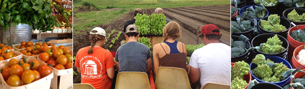 Farm Work program - JOBS FARMS