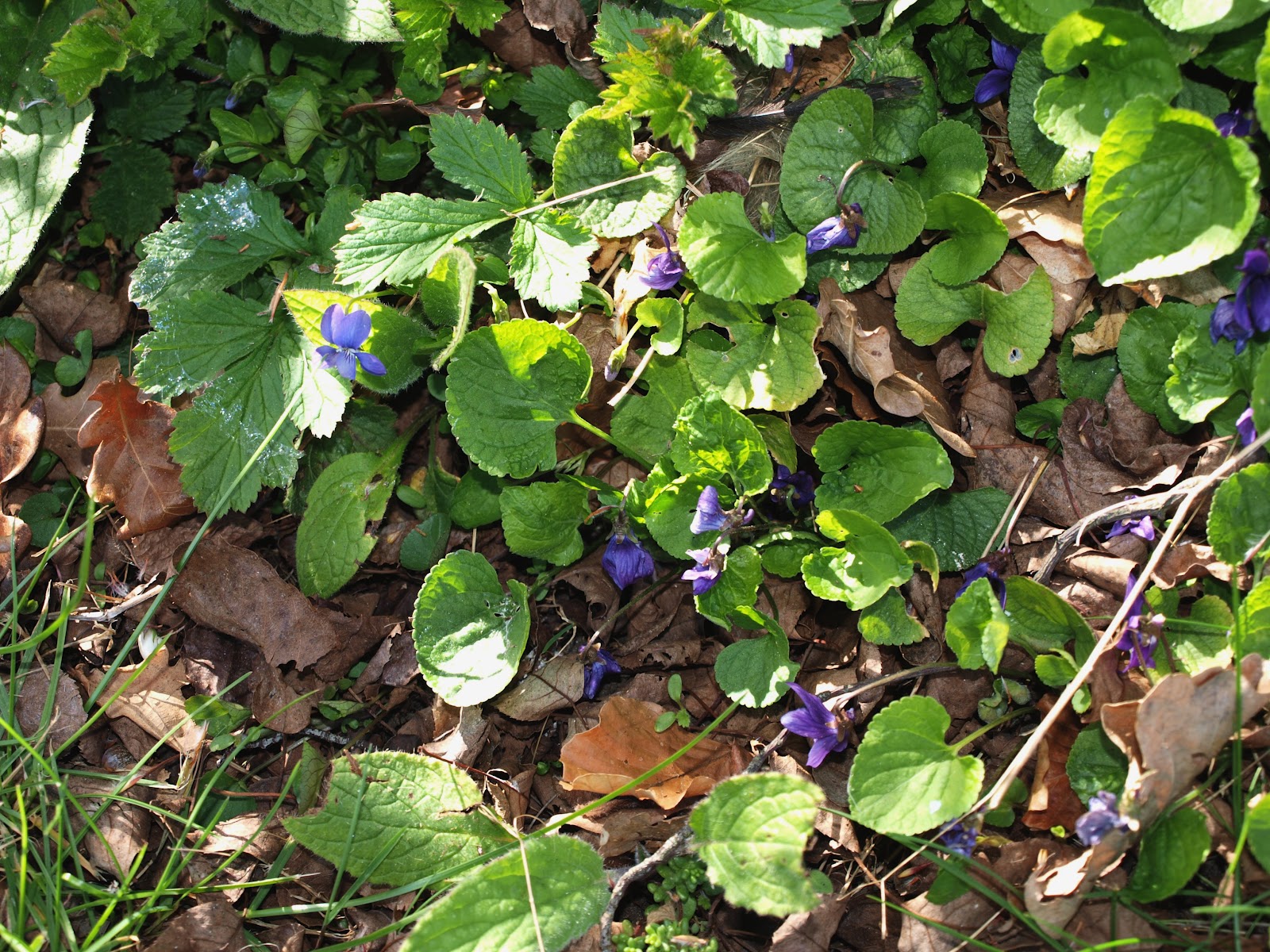 Mark's Veg Plot: Some "mundane" beauties