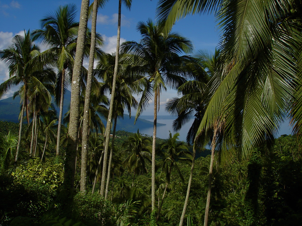 1784: Beyond Lipa: Mataas Na Kahoy