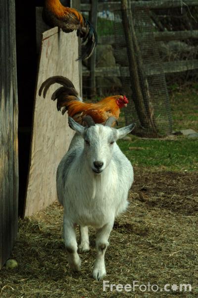 Five Little Moberlys: Gardens, Goats, and Chickens