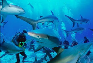 Fofurinhas Biológicas: Vertebrados ( I ): CONDRICTES ou PEIXES ...