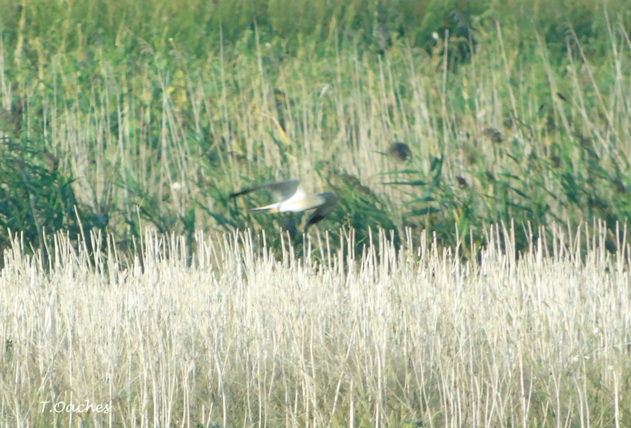 PASARI DIN ROMANIA: ERETE ALB, Circus macrourus