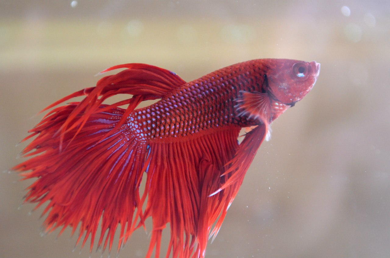 Beautiful Freshwater Fish in the world: Betta Fish