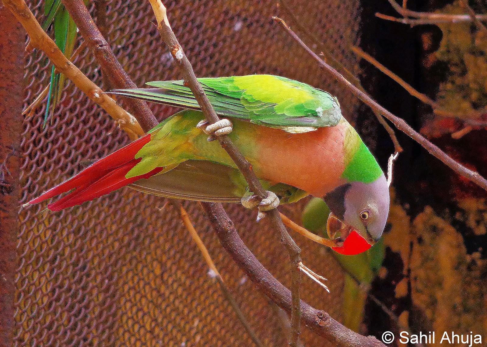 Pixelated Memories: Alipore Zoo, Calcutta