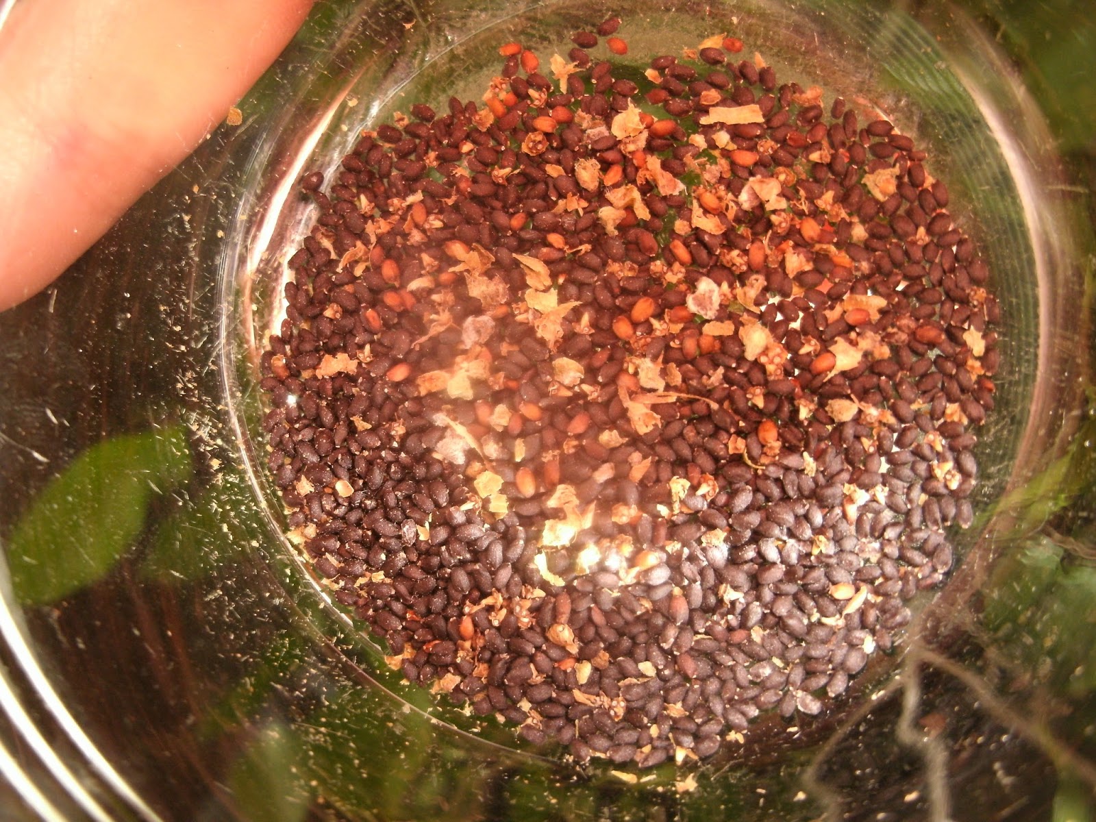 ~ Hidden Realms ~: ~Blissful Basil~