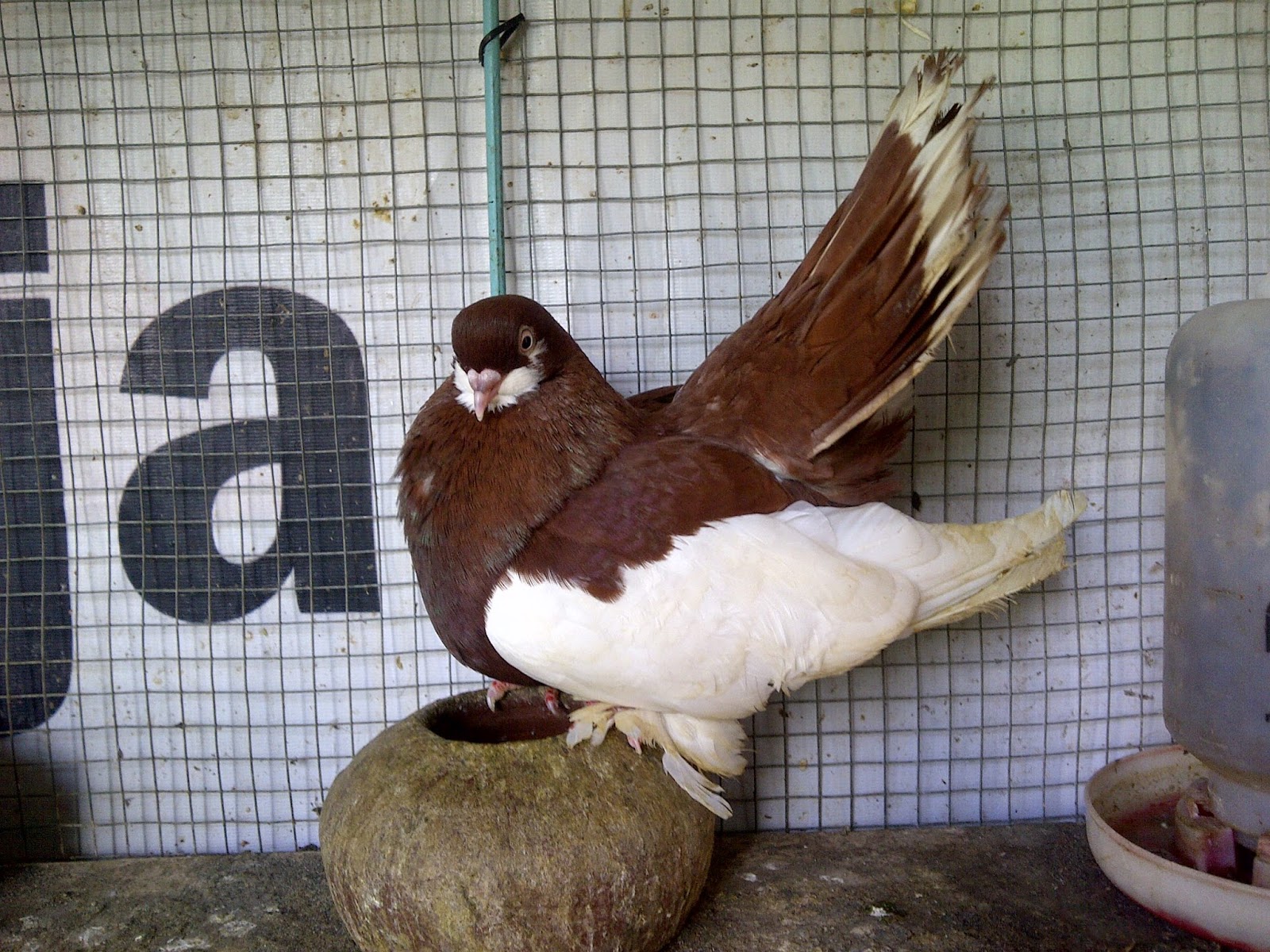 jenis jenis merpati hias ekor kipas | Pawiro Bird Farm | Dove and ...