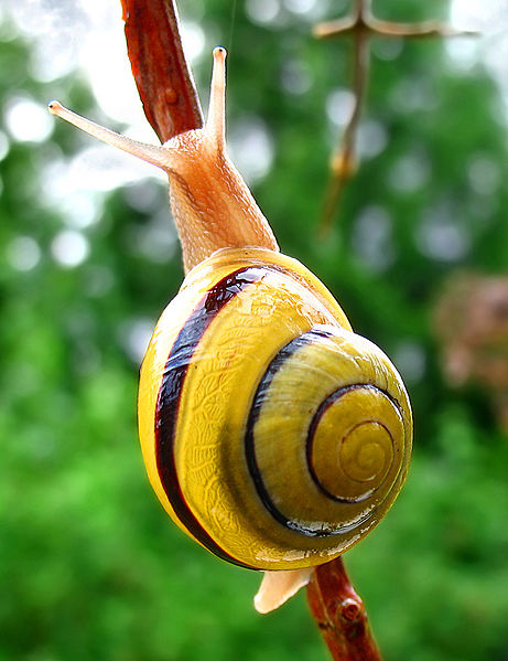 Are snails beautiful?
