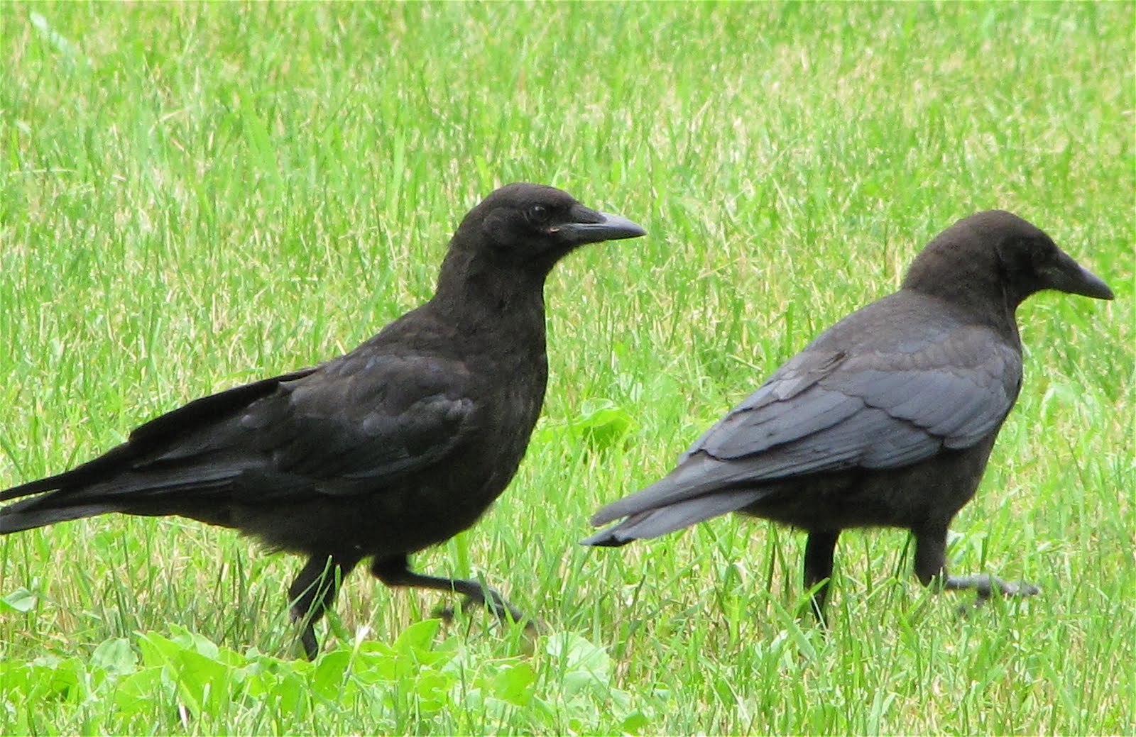 Birders Without Borders: American Crow