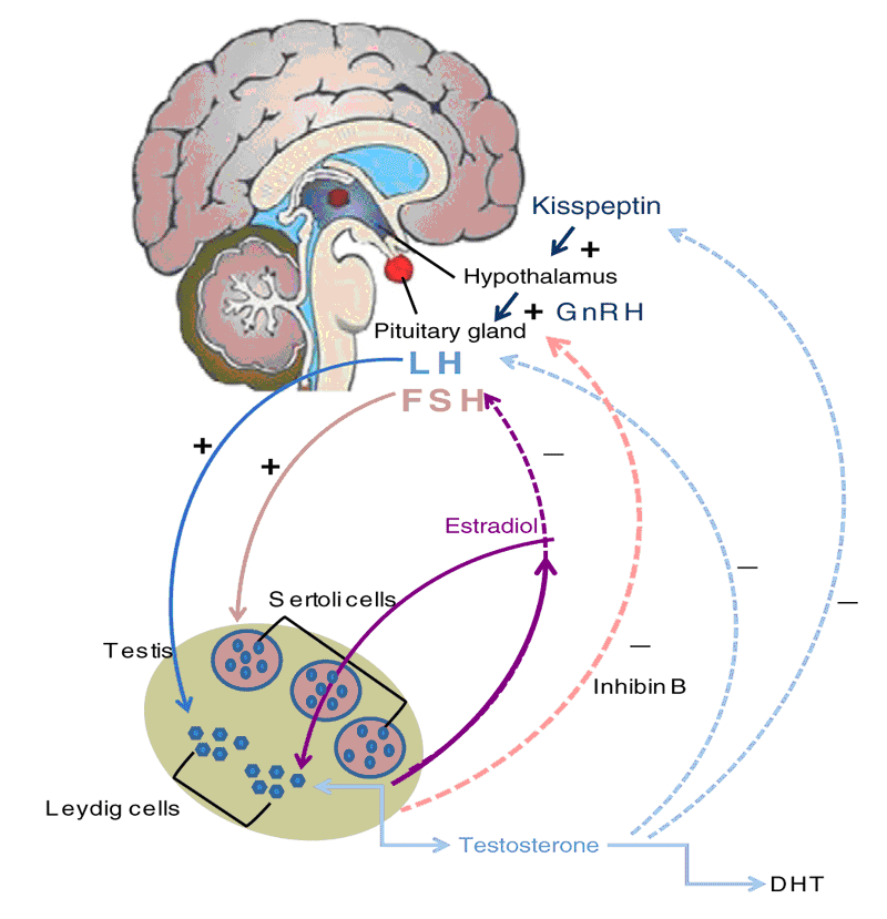Michael Scally Md Mostly Androgens Hypothalamic Pituitary Testes Axis