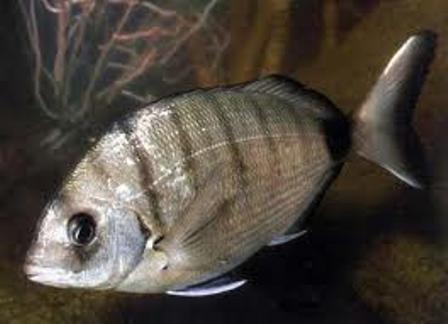 PESCA DALLA SPIAGGIA e LE SUE TECNICHE: IL SARAGO MAGGIORE