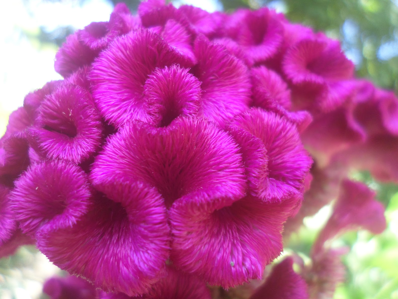 Taman Photo Ku: Bunga Jengger Ayam