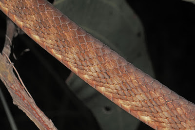 BunyipCo: March 2013