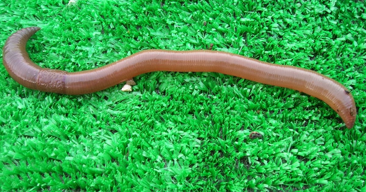 le vite verdi: Lombrichi: un inaspettato aiuto per l'umanità