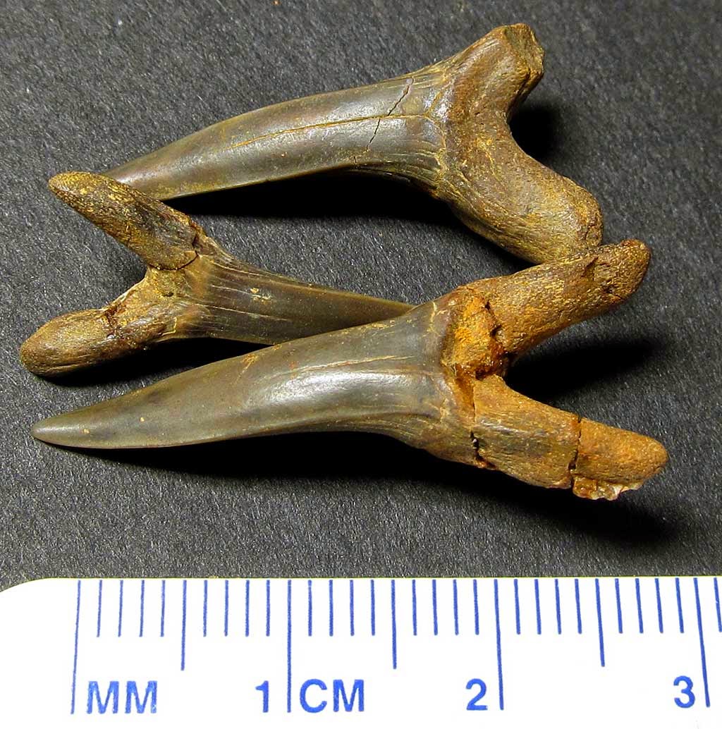 Louisville Fossils and Beyond: Scapanorhynchus raphiodon Fossil Shark Teeth
