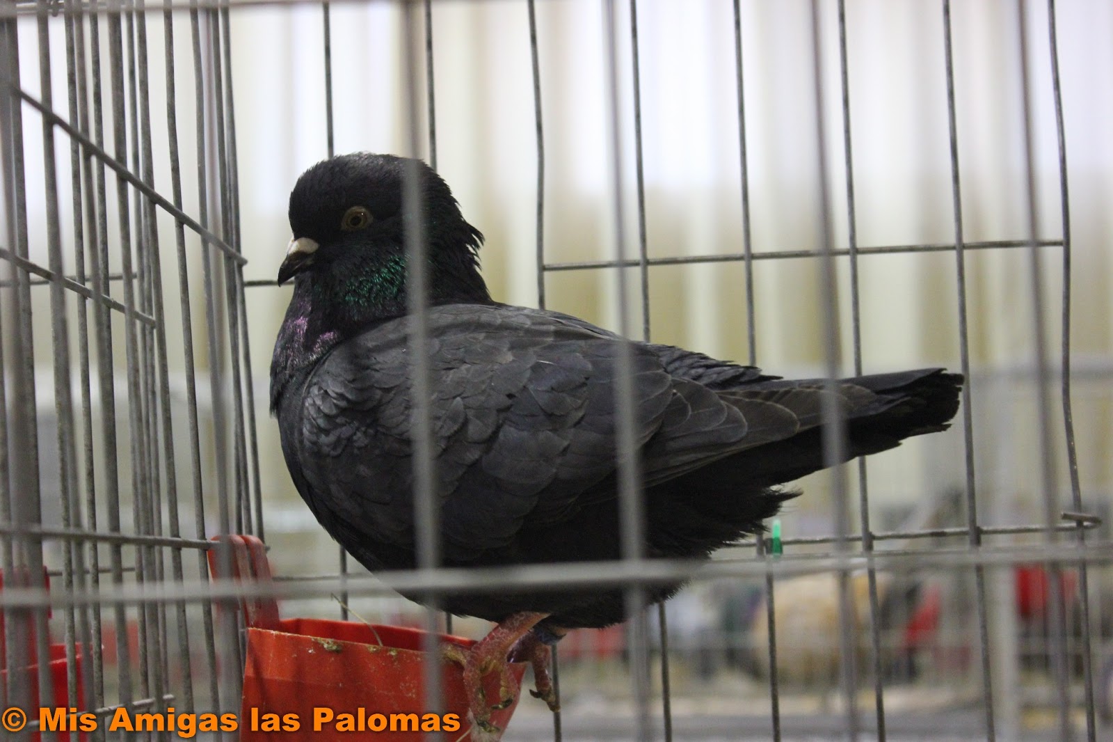 Mis amigas las palomas: Fotos palomas de raza