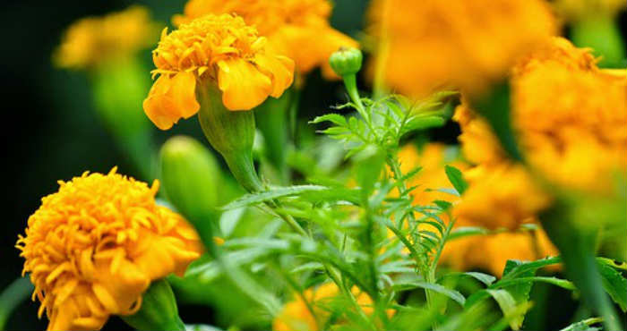 Mengenali Tanaman Tahi Kotok dan Manfaat Kesehatannya | Beauty Me Top 1