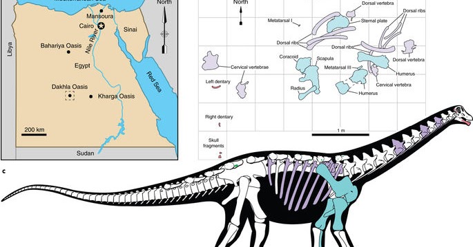 EL JOVE PALEONTÒLEG: Mansourasaurus shahinae, nou Titanosaure del ...