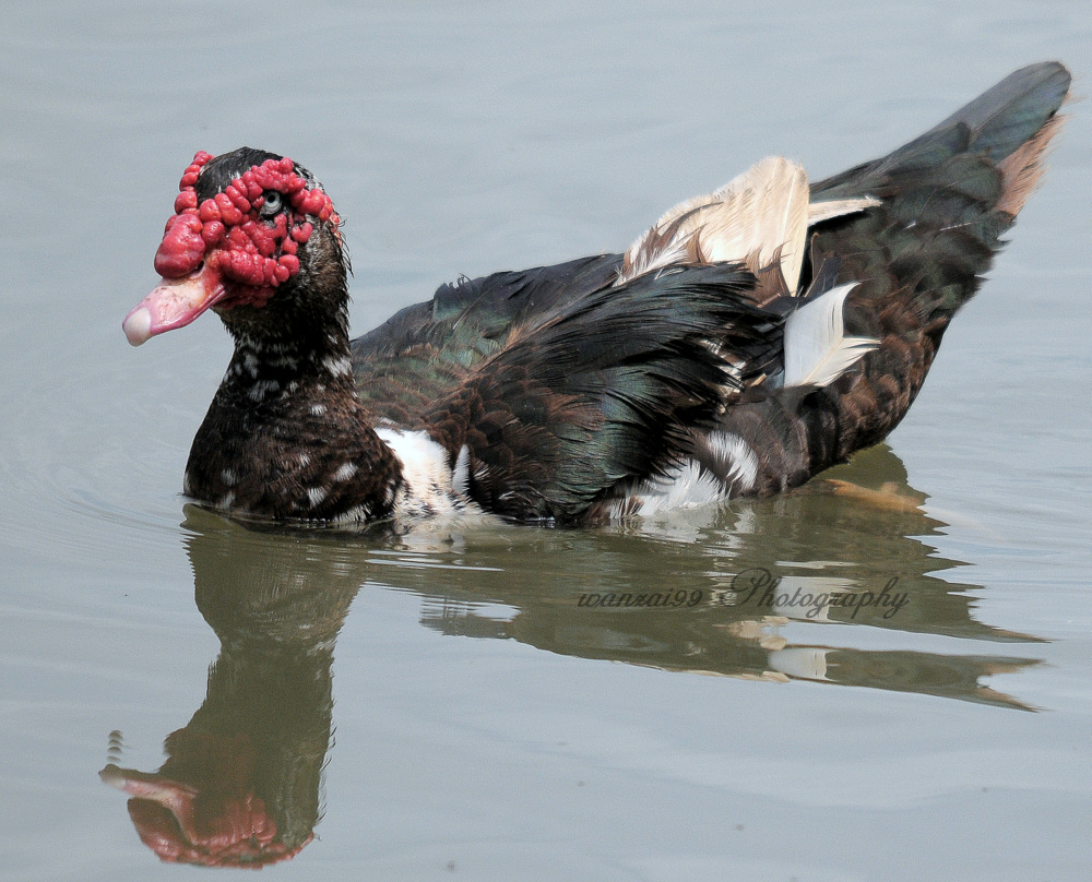 wanzai99 PHOTOGRAPHY: ITIK NILA