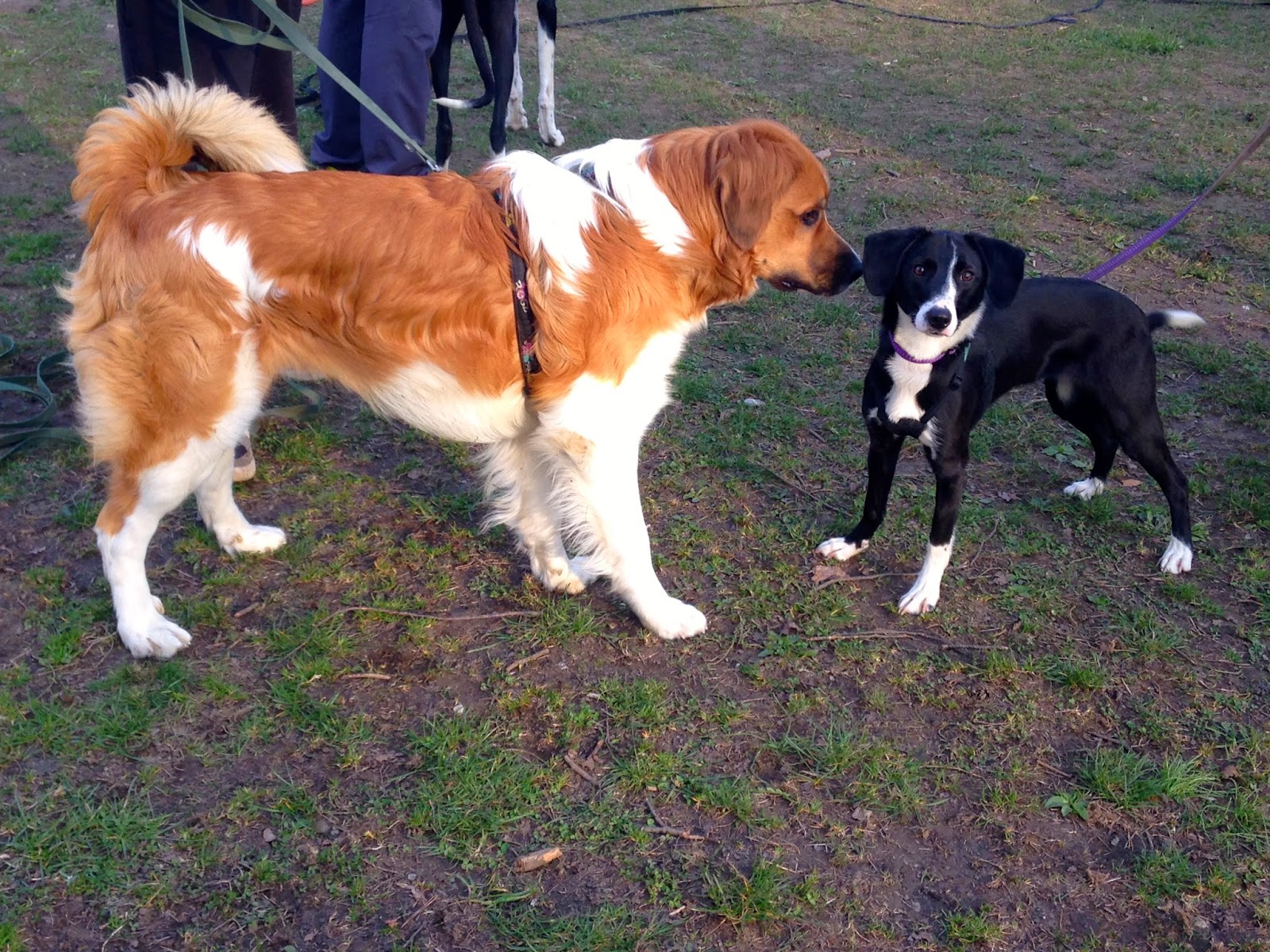 Showing our improvement - Bongo the Dog