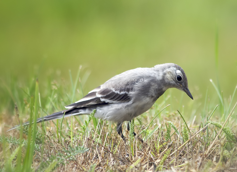 Knuts fugleblogg: Linerle (Motacilla alba)