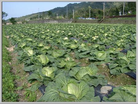 Budidaya Tanaman Kubis Kol | sekolah pertanian