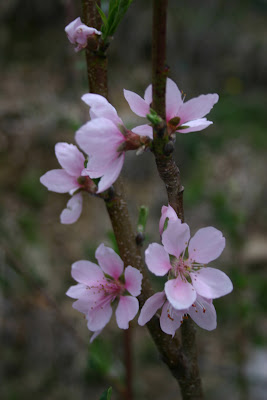 Vine & Branch: Peento Peach