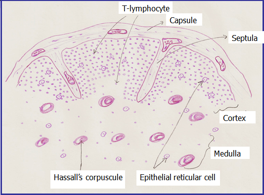Histology Drawings: Lymphoreticular System