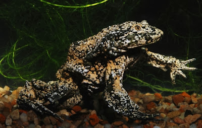 Rana acuática del Titicaca (Telmatobius culeus)