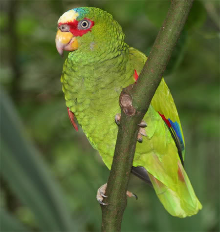 Libreria: IDEAL BOOK: PROMOVIENDO LA FLORA Y FAUNA DE "TRUJILLO"