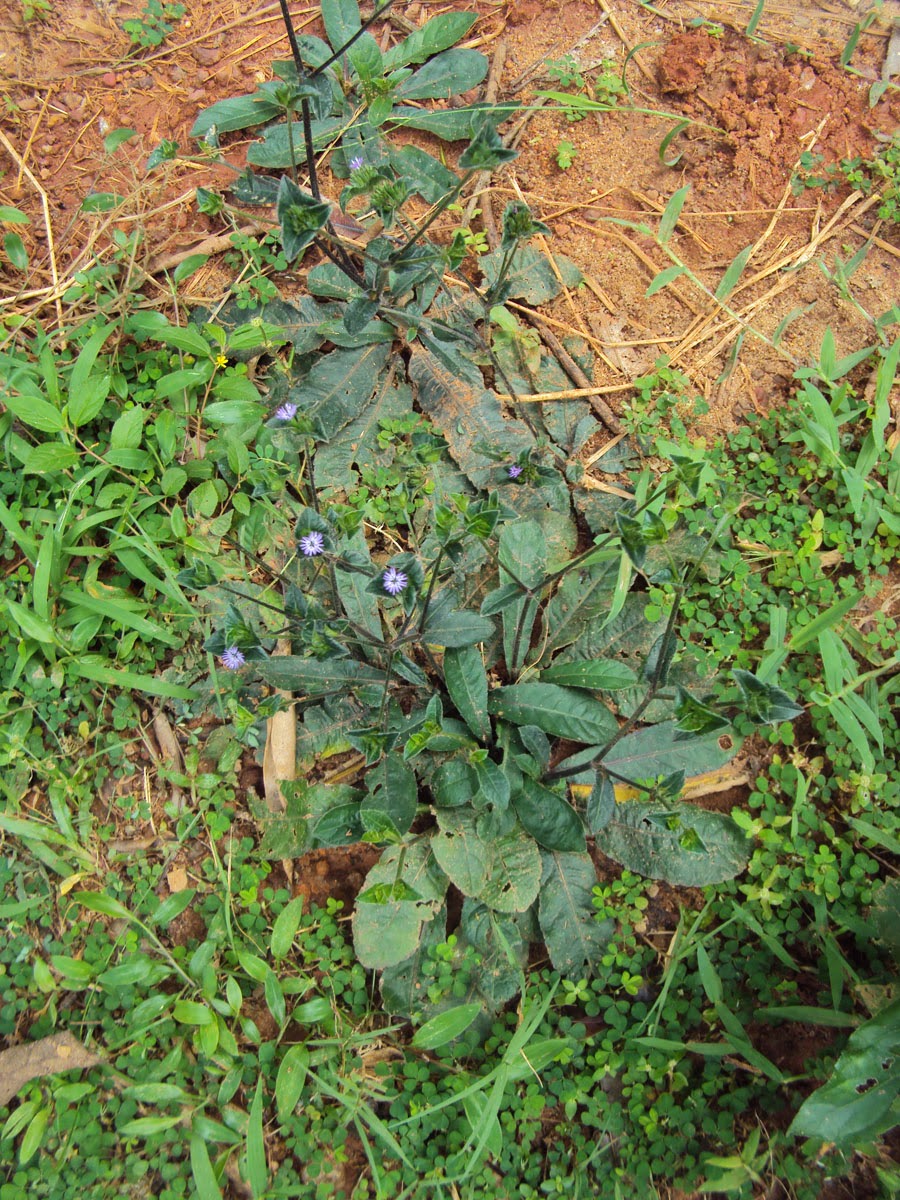 Ramuan Herbal: Tapak Liman (Elephantopus scaber L.)