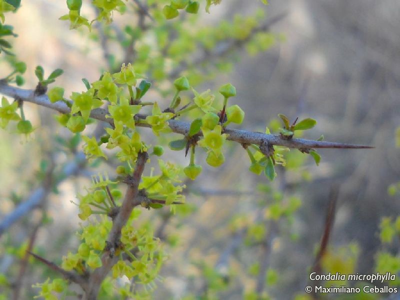 Argentina nativa: Piquillín (Condalia microphylla)*