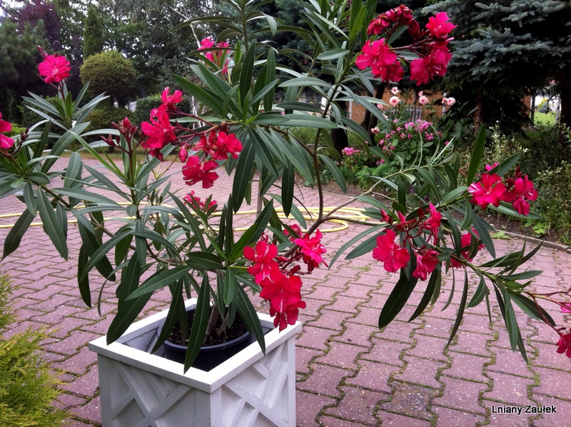 Lniany Zaułek-soft white: Jak rozmnażać oleandry-kursik