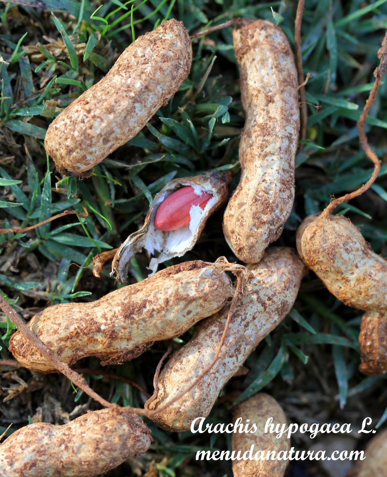Menuda Natura: Arachis hypogaea L.