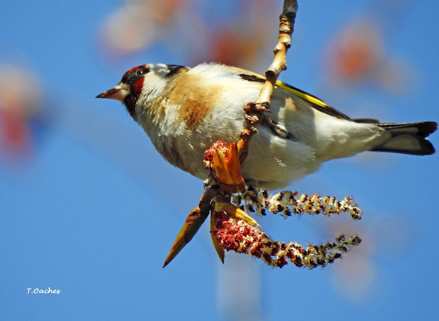 PASARI DIN ROMANIA: STICLETE, Carduelis carduelis