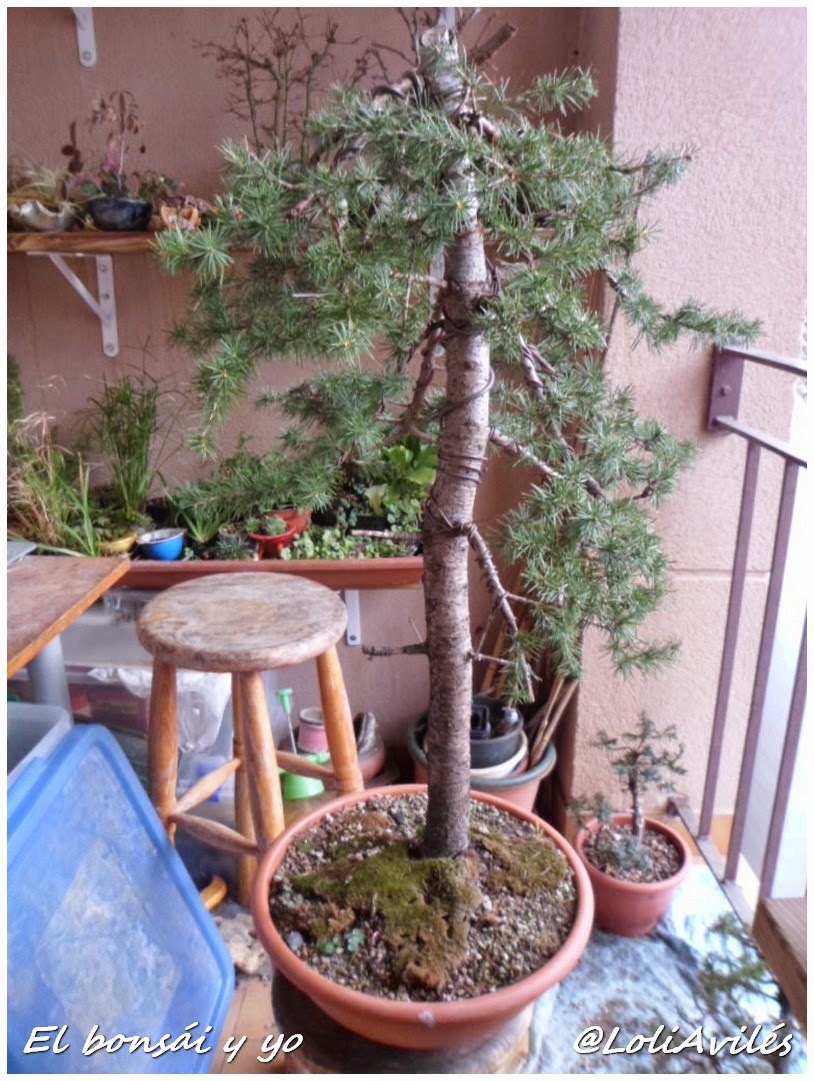 El cedro en su primera maceta de bonsái - El bonsái y yo