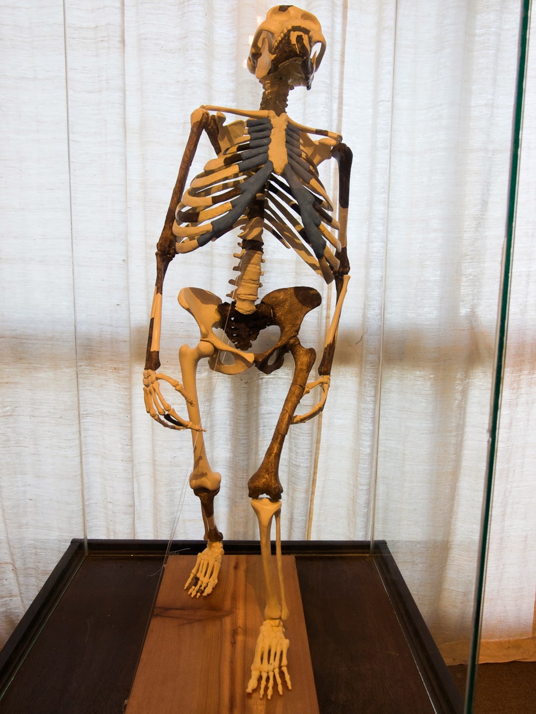 Hello Talalay: Lucy (Australopithecus), Ethiopia