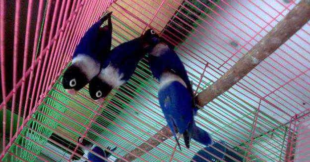 Sangkar Kicau: LOVEBIRD DAKOCAN BIRU