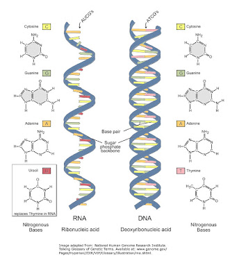 ADN vs ARN: ARN