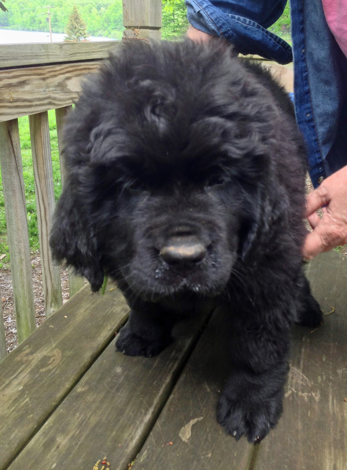 Hope Farm Newfoundlands