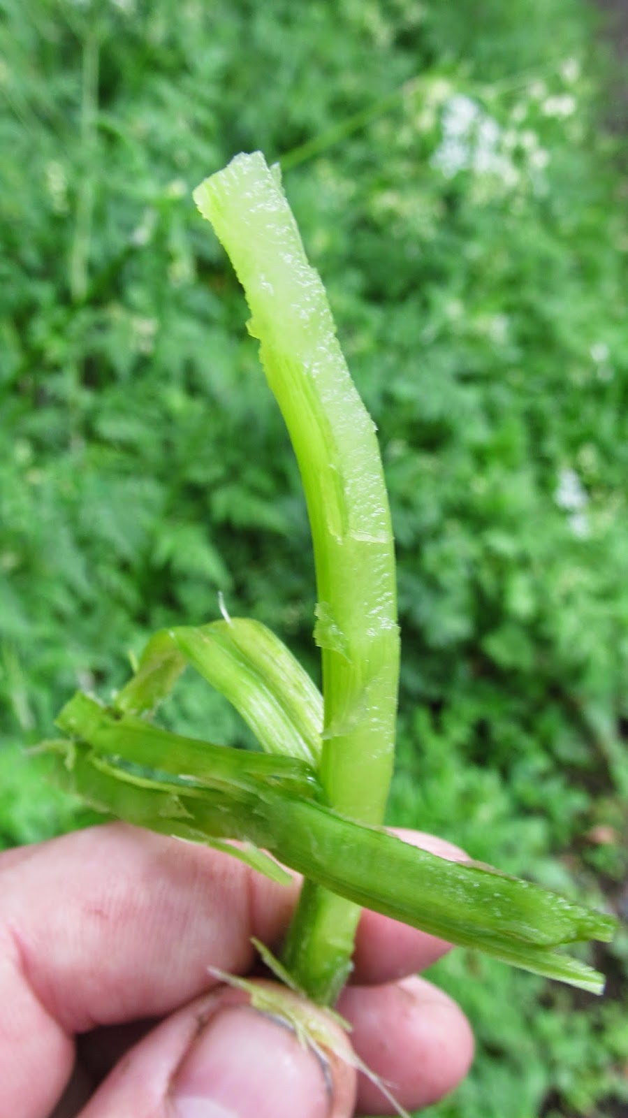 BUZZARD BUSHCRAFT: Blackberry Shoots