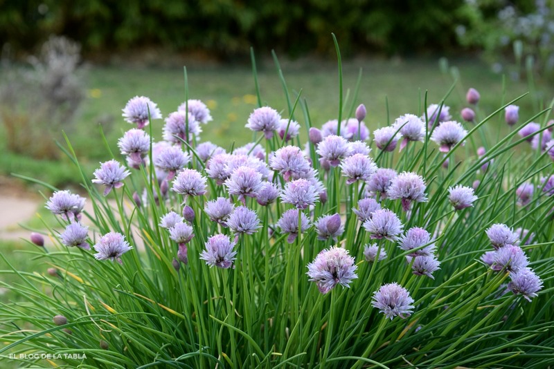 Cebollino (Allium schoenoprasum): cuando las flores también importan