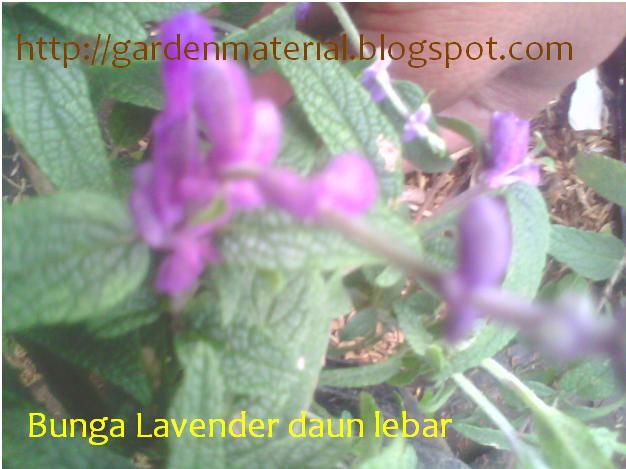 MENGENAL HAMA TANAMAN: Lavender daun lebar