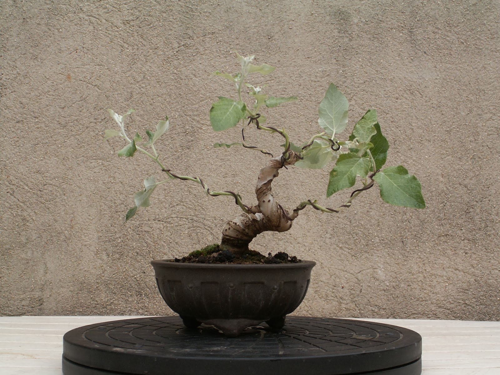Cartagena Bonsai: Pequeños detalles